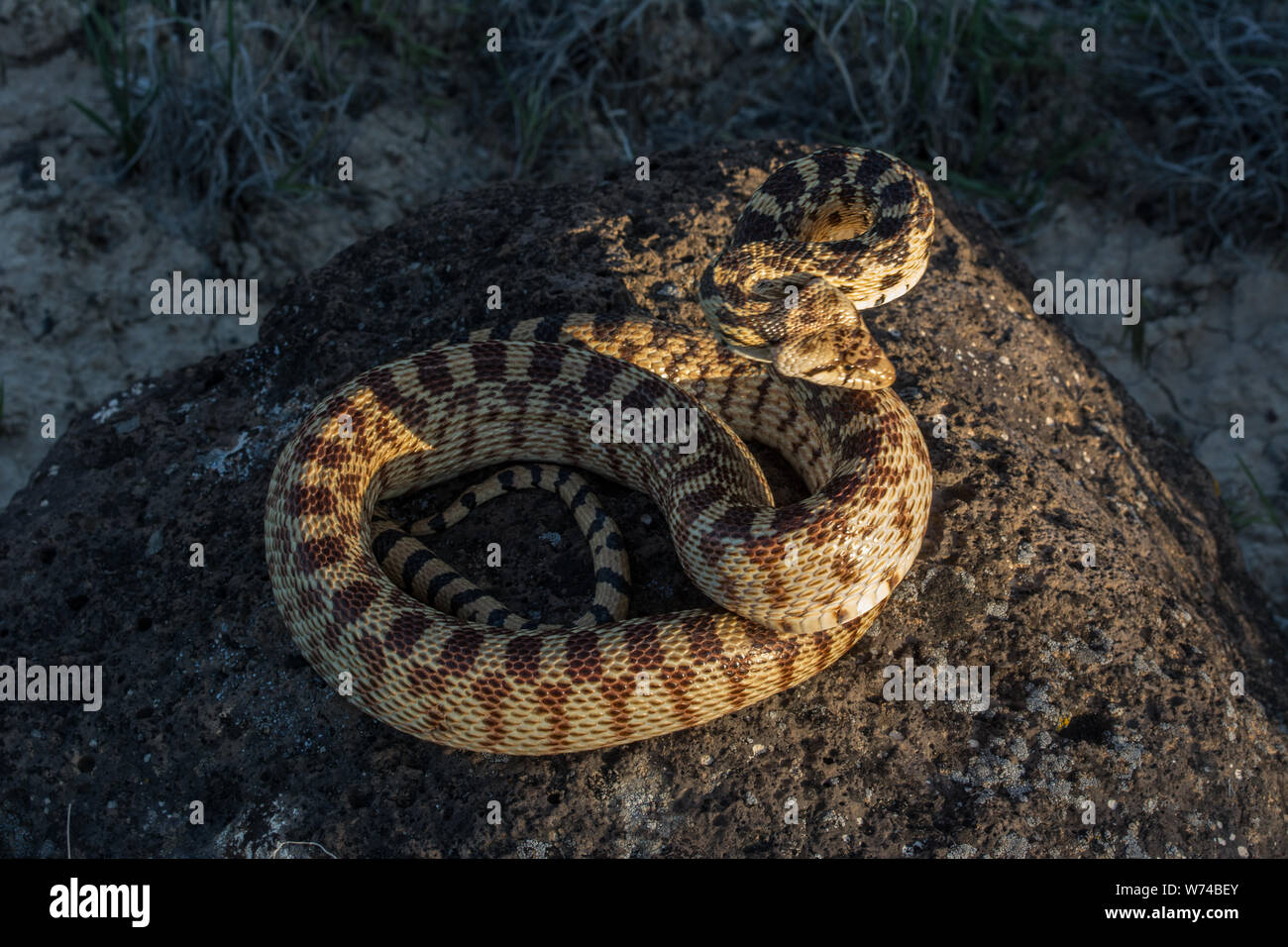 Great Basin Gophersnake (Pituophis catenifer deserticola) from Delta ...