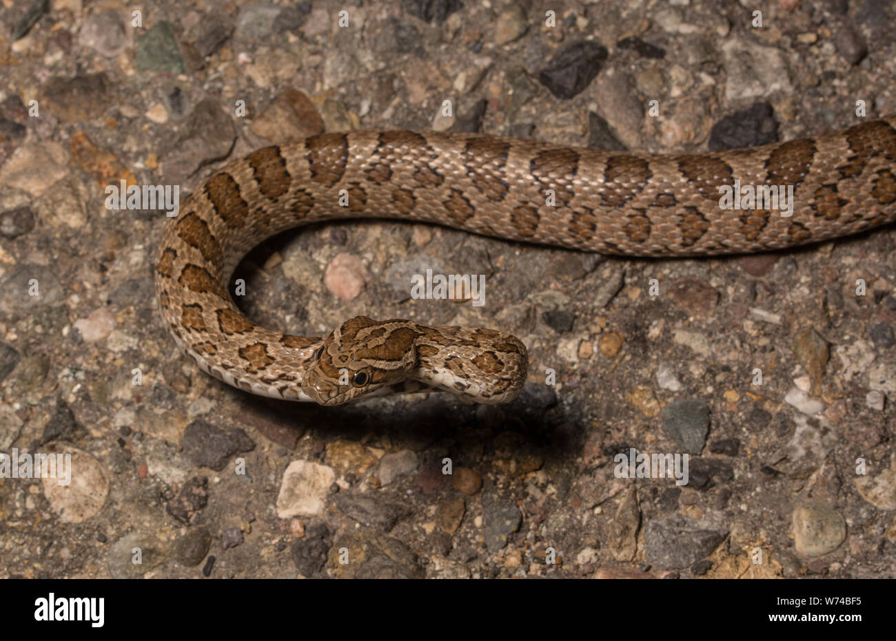 Pantherophis guttatus emoryi hi-res stock photography and images - Alamy