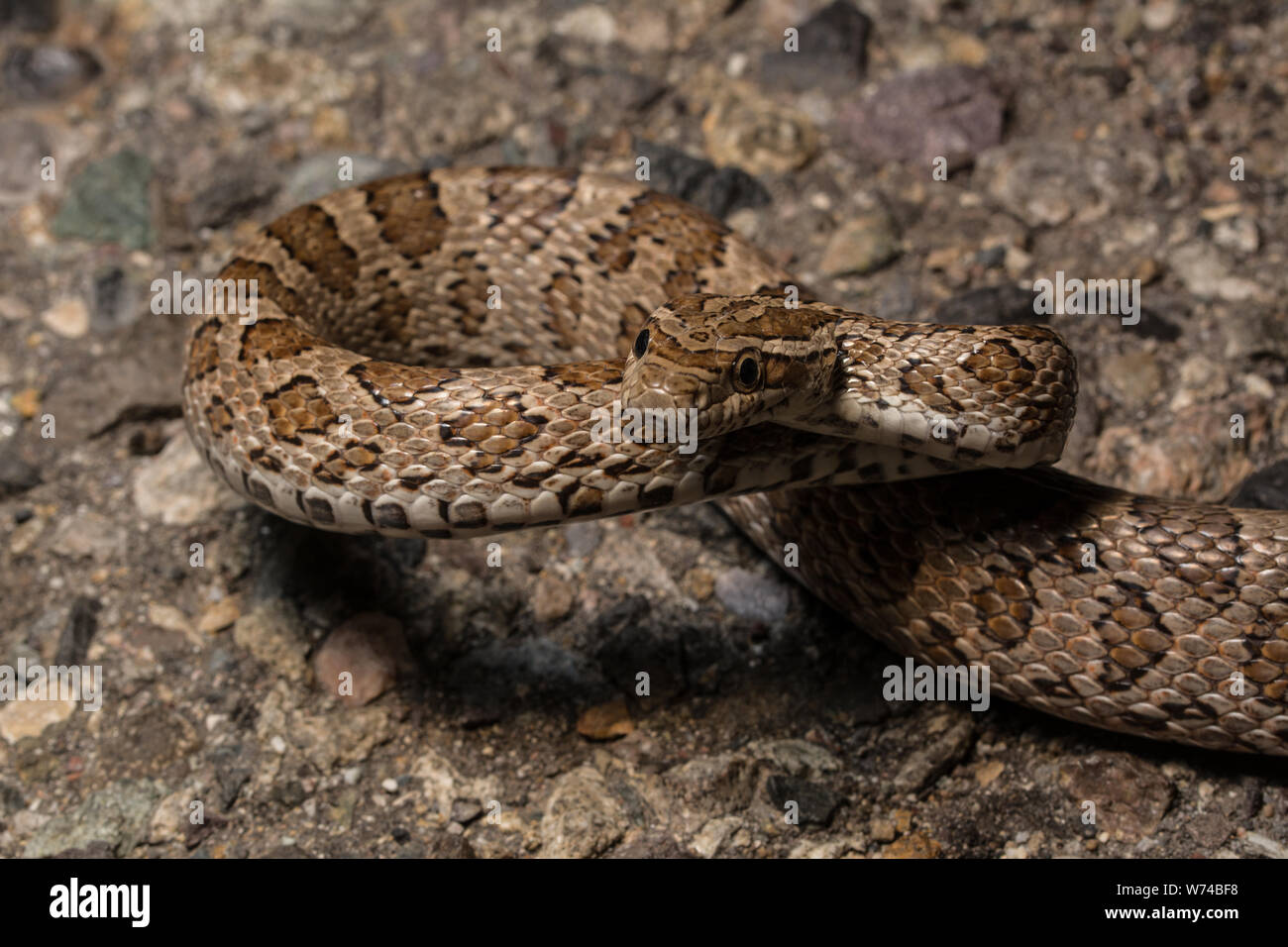 Great Plains Ratsnake (Pantherophis emoryi) from Mesa County, Colorado ...