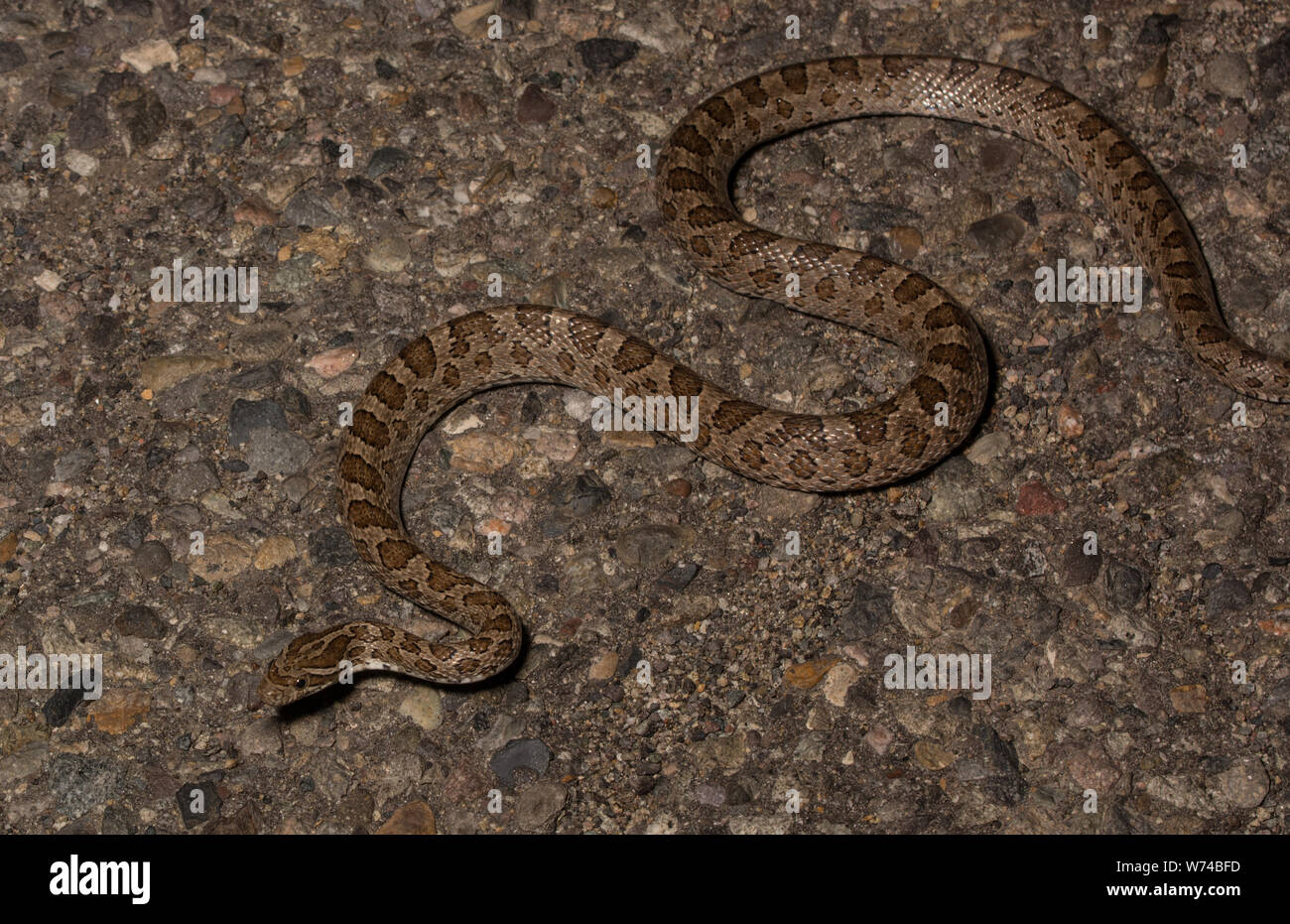 Great Plains Ratsnake (Pantherophis emoryi) from Mesa County, Colorado ...