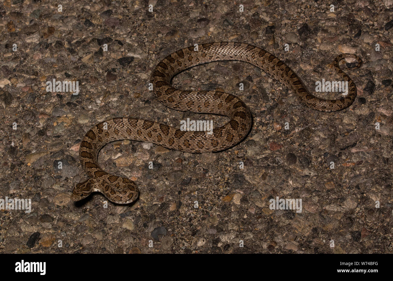 Great Plains Ratsnake (Pantherophis emoryi) from Mesa County, Colorado ...
