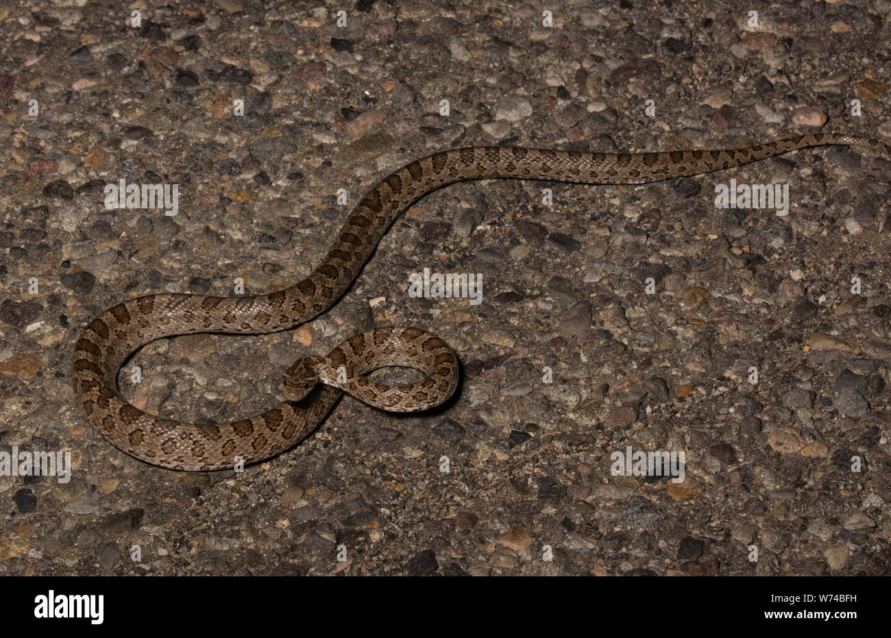 Great Plains Ratsnake (Pantherophis emoryi) from Mesa County, Colorado ...