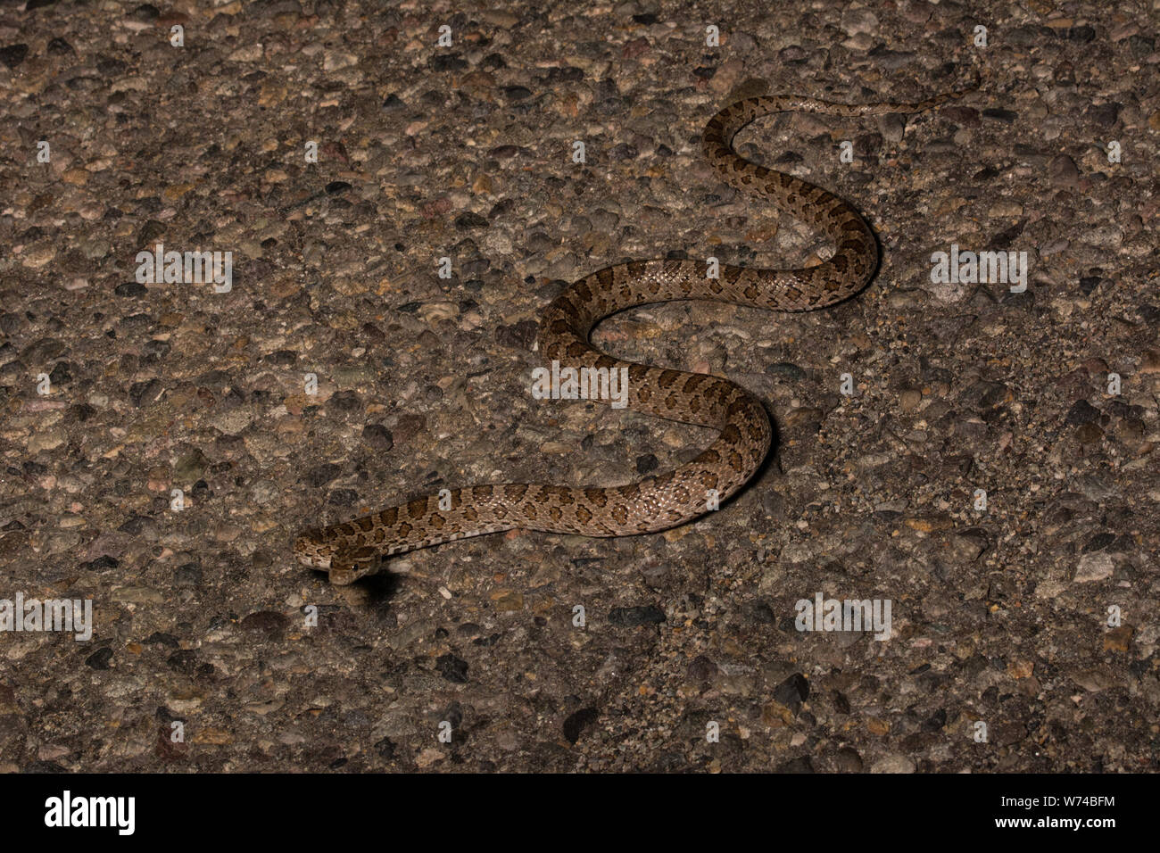 Great Plains Ratsnake (Pantherophis emoryi) from Mesa County, Colorado ...