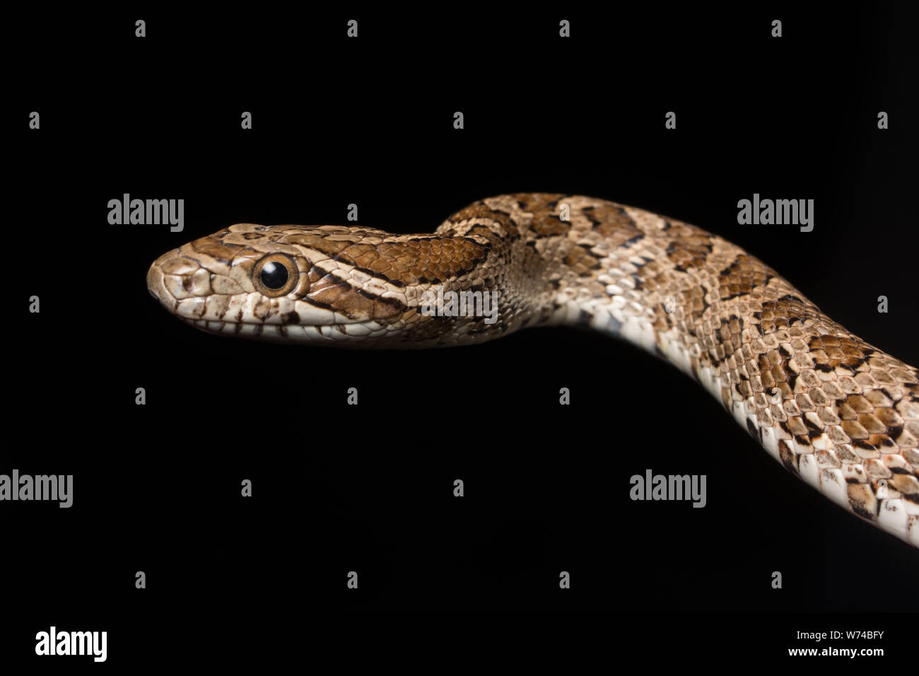 Great Plains Ratsnake (Pantherophis emoryi) from Mesa County, Colorado ...