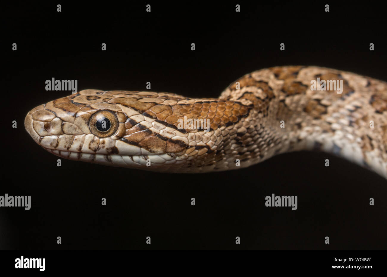 Great Plains Ratsnake (Pantherophis emoryi) from Mesa County, Colorado ...