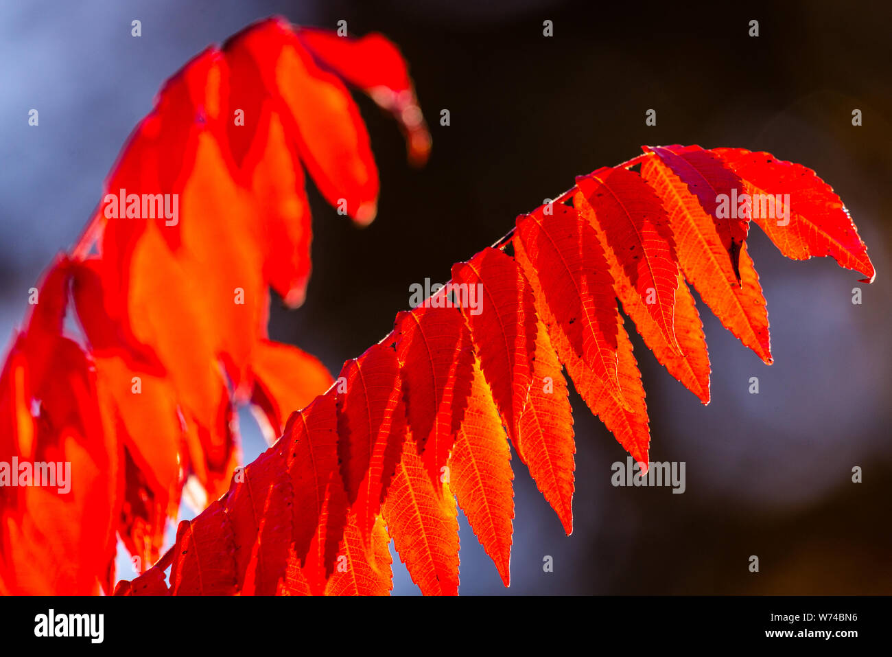Red bright leaves in autumn on sunlight. Fall background Stock Photo ...