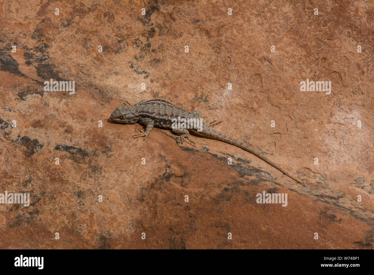 Plateau Fence Lizard (Sceloporus tristichus) from Mesa County, Colorado ...