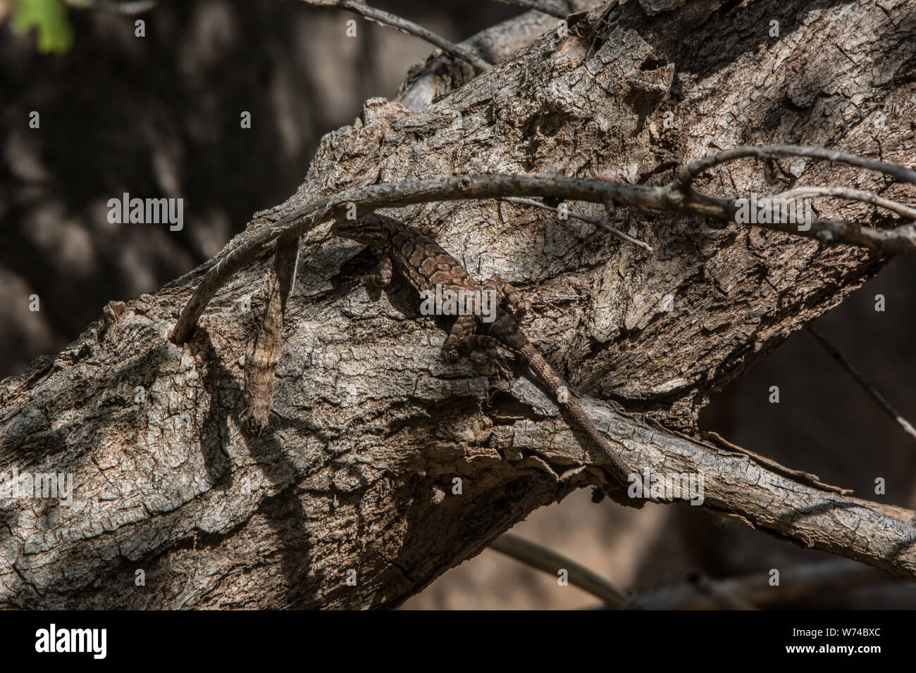 Northern Tree Lizard (Urosaurus ornatus wrighti) from Mesa County ...