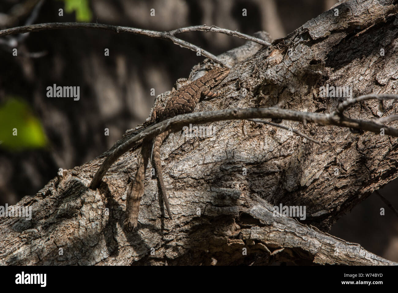 Northern Tree Lizard (Urosaurus ornatus wrighti) from Mesa County ...