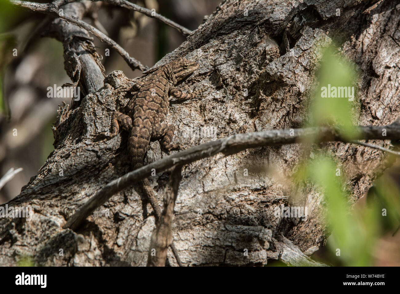 Northern Tree Lizard (Urosaurus ornatus wrighti) from Mesa County ...