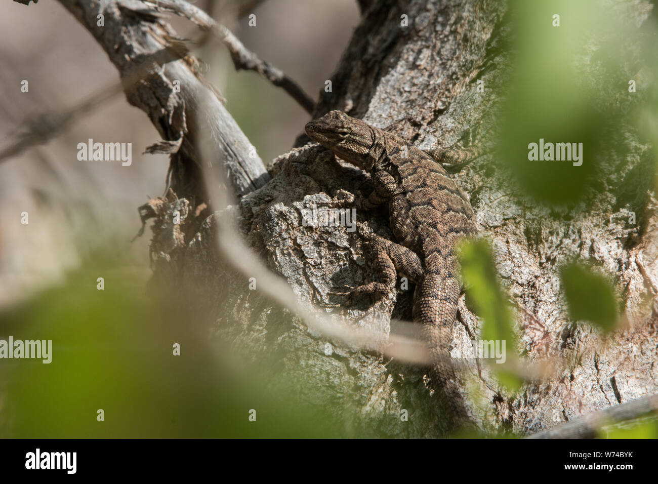Northern Tree Lizard (Urosaurus ornatus wrighti) from Mesa County ...