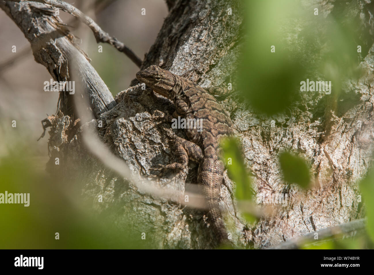 Ornate tree lizard urosaurus ornatus hi-res stock photography and ...