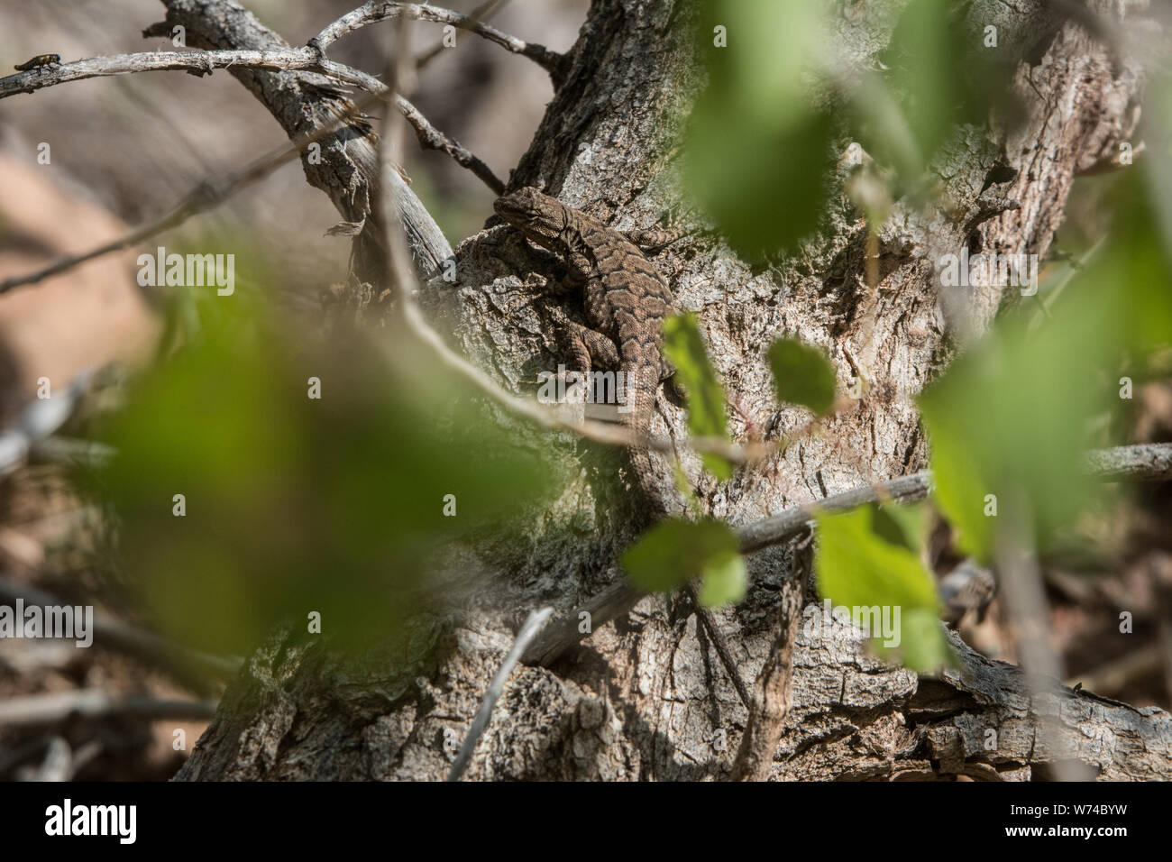 Northern Tree Lizard (Urosaurus ornatus wrighti) from Mesa County ...