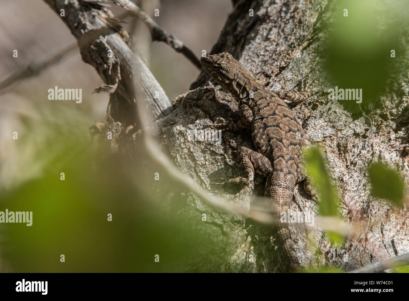 Ornate tree lizard urosaurus ornatus hi-res stock photography and ...