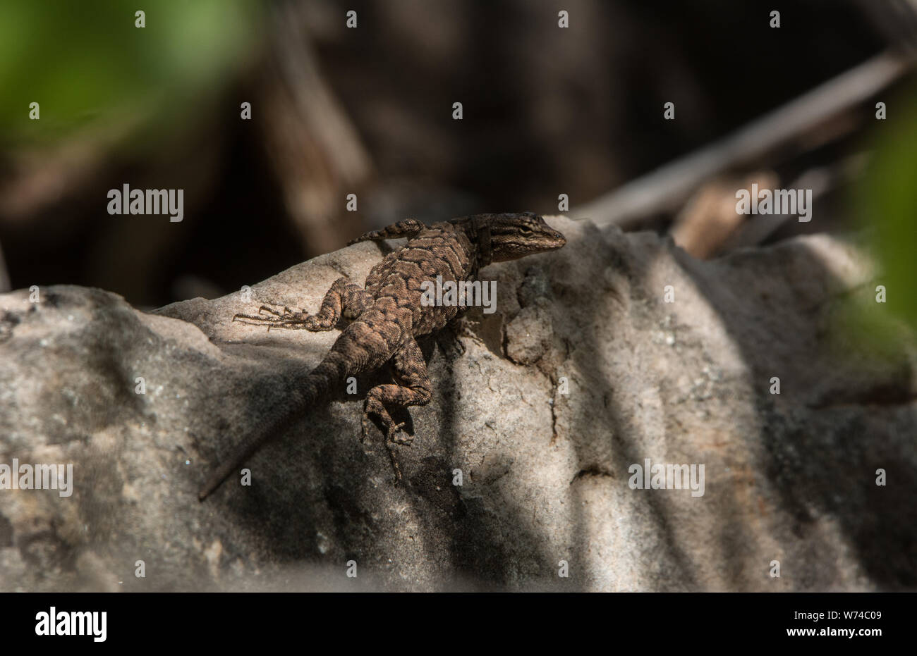 Northern Tree Lizard (Urosaurus ornatus wrighti) from Mesa County ...
