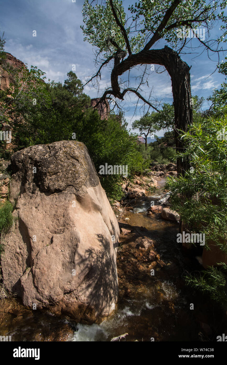 Canyon Treefrog (Hyla arenicolor) clinging to a boulder over a ...