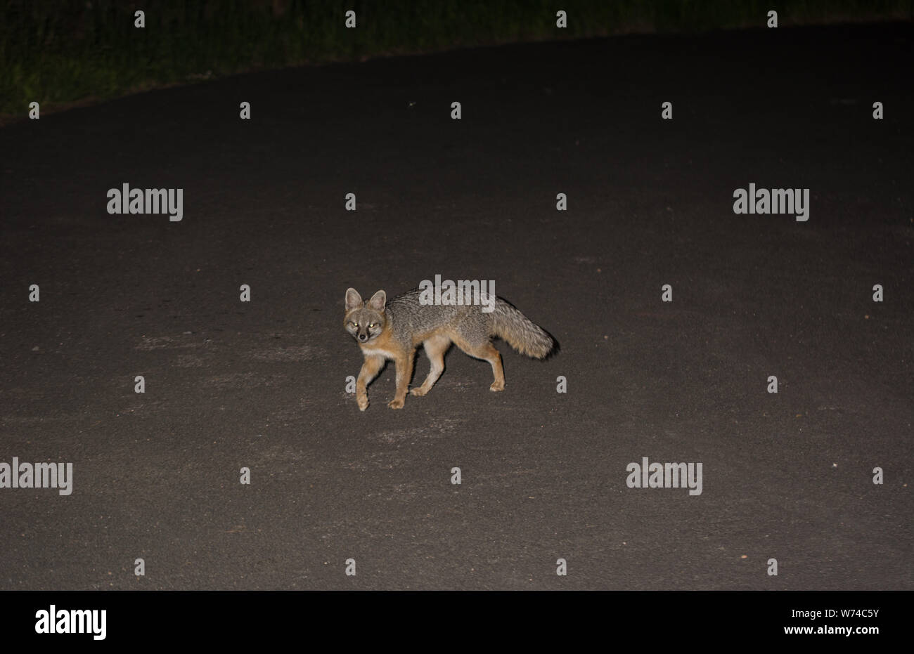 Gray Fox (Urocyon cinereoargenteus) from Jefferson County, Colorado ...