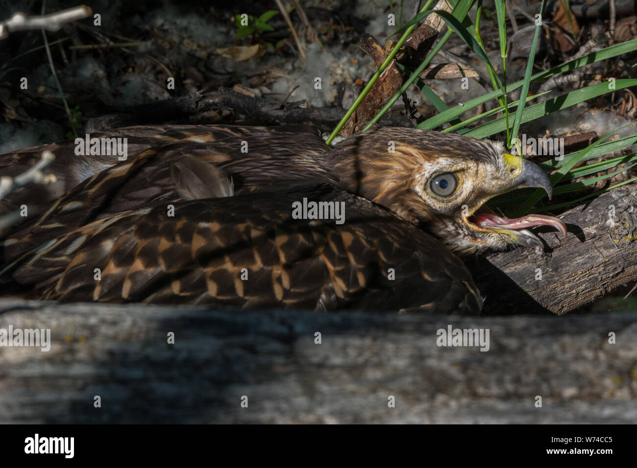 A fledgling Red-tailed Hawk (Buteo jamaicensis) from Jefferson County ...