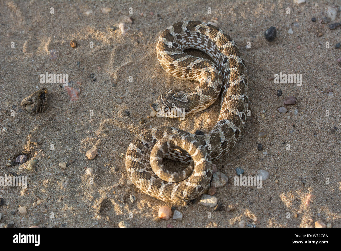 Plains Hog-nosed Snake (Heterodon nasicus) from Weld County, Colorado ...