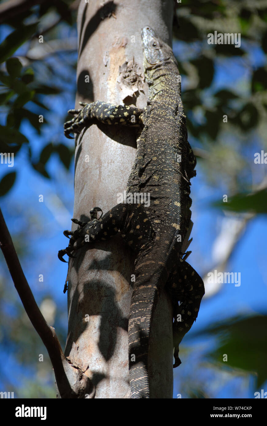 Giant Iguana climbing up a tree near Crams Farm, Uki, NSW, Australia ...
