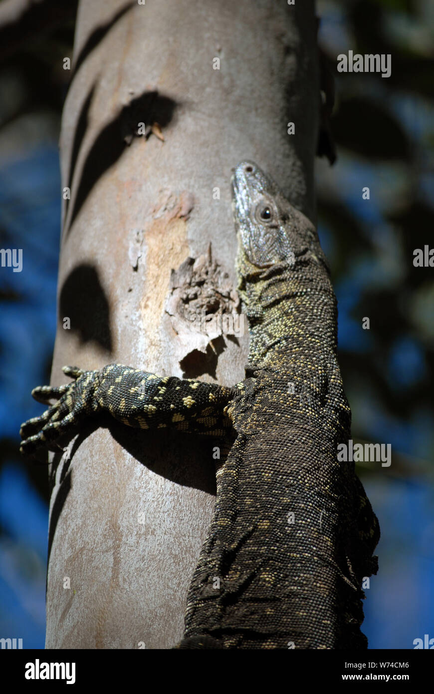 Giant Iguana climbing up a tree near Crams Farm, Uki, NSW, Australia ...
