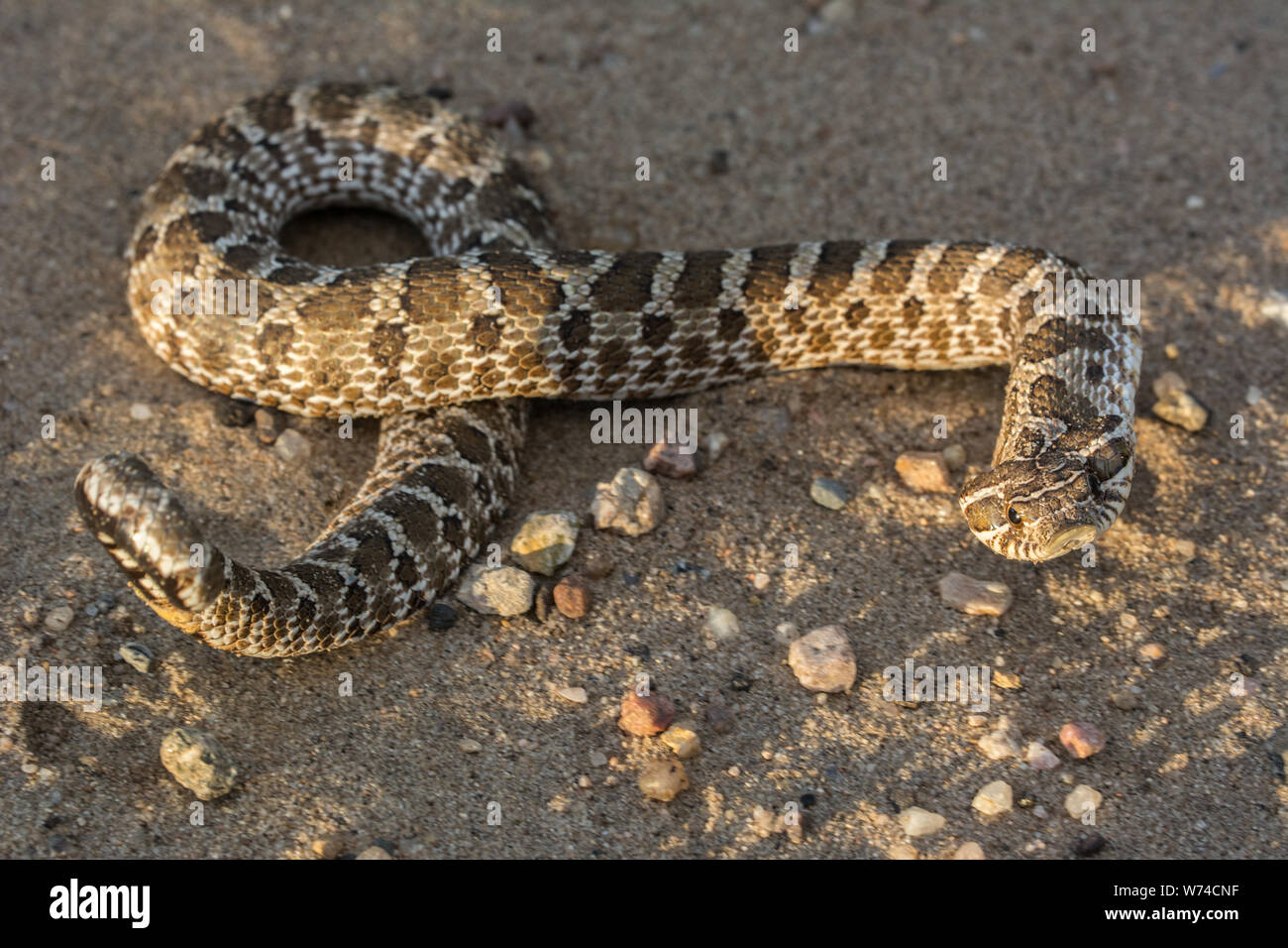 Plains Hog-nosed Snake (Heterodon nasicus) from Weld County, Colorado ...