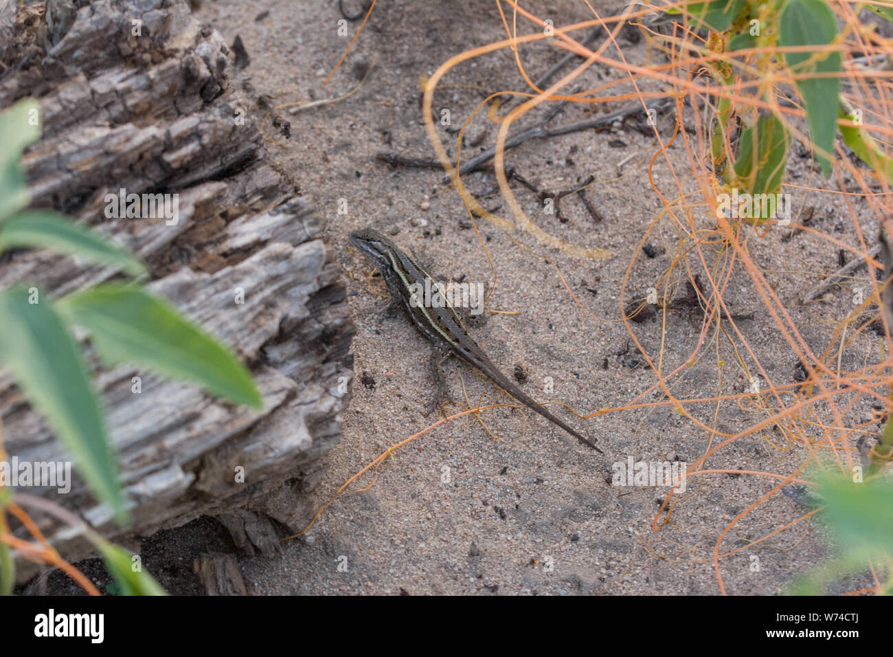 Prairie Lizard (Sceloporus consobrinus) from Weld County, Colorado, USA ...