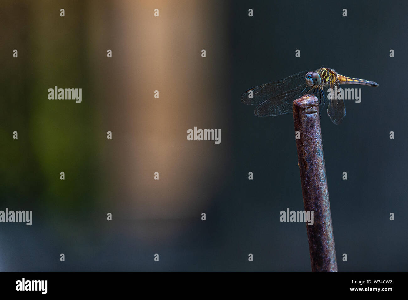 Iowa dragonfly hi-res stock photography and images - Alamy