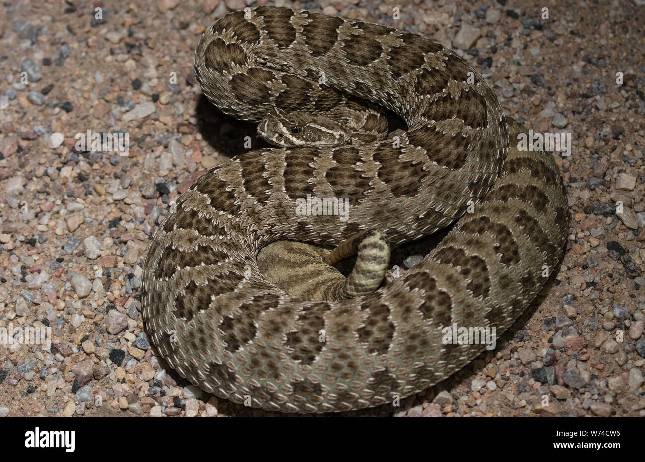 Prairie Rattlesnake (Crotalus viridis) from Weld County, Colorado, USA ...