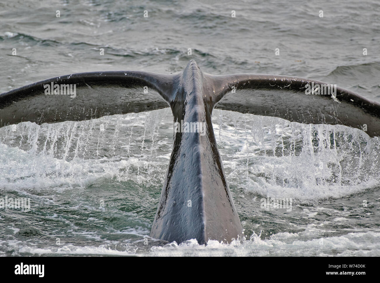 Humpback Whales in Southeast Alaska Bubble net feeding Stock Photo - Alamy