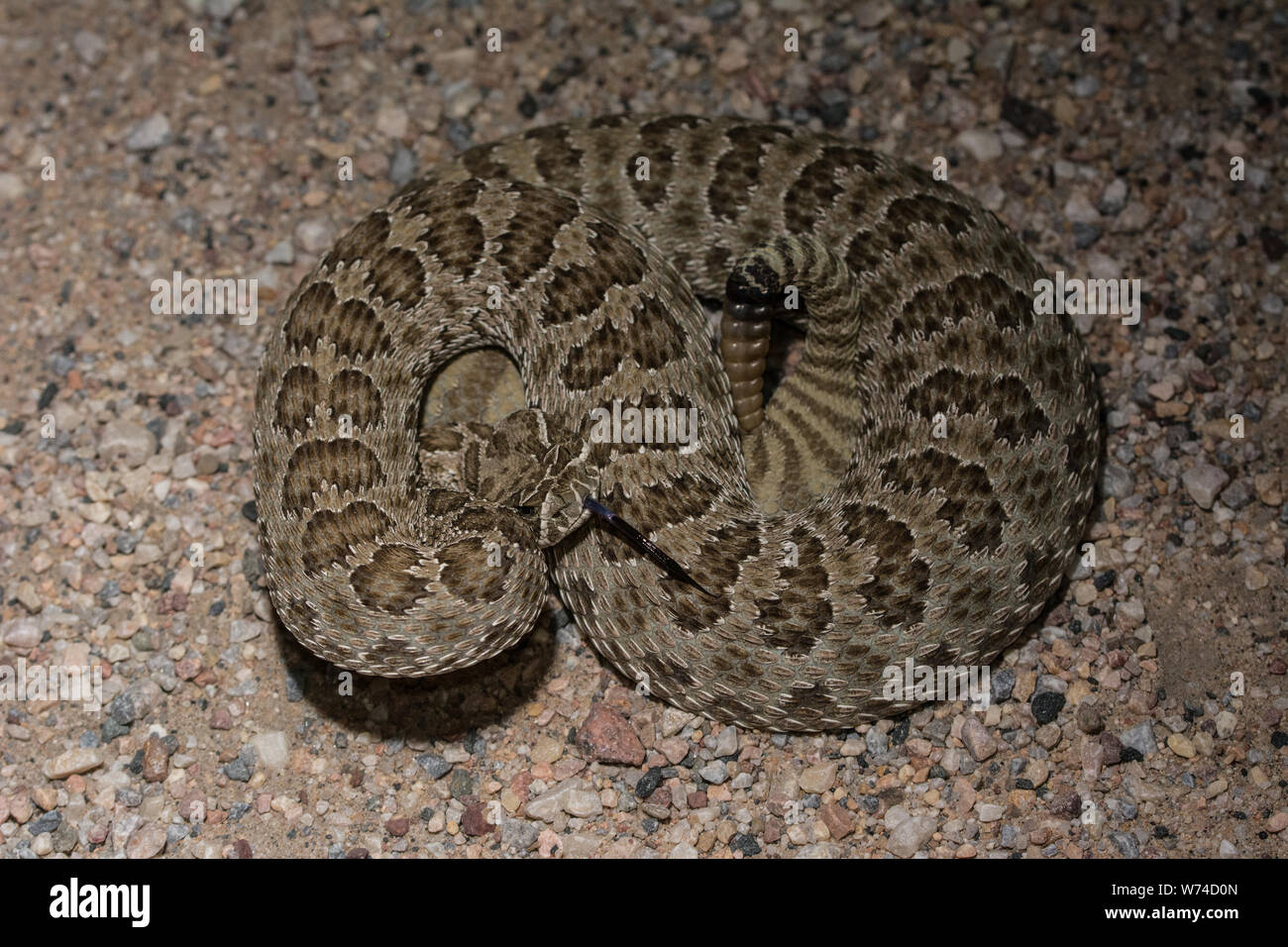 Prairie Rattlesnake (Crotalus viridis) from Weld County, Colorado, USA ...
