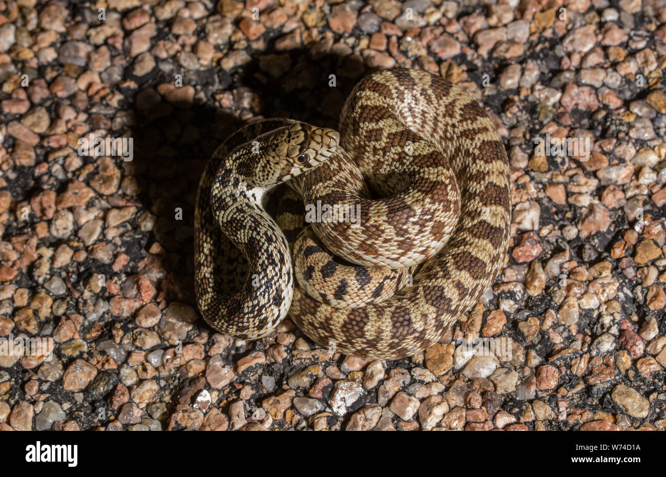 A Bullsnake (Pituophis catenifer) from Weld County, Colorado, USA Stock ...