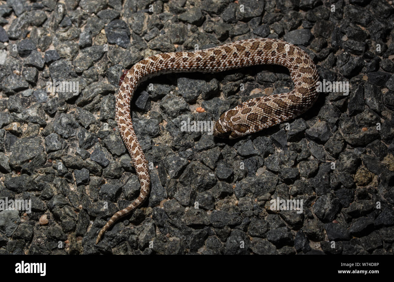 Plains Hog-nosed Snake (Heterodon nasicus) from Weld County, Colorado ...