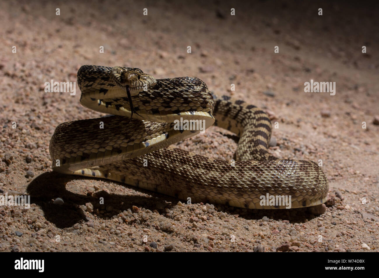 A Bullsnake (Pituophis catenifer) from Morgan County, Colorado, USA ...