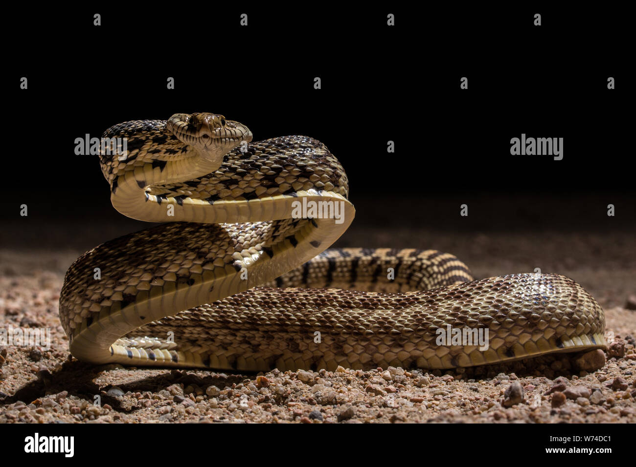 A Bullsnake (Pituophis catenifer) from Morgan County, Colorado, USA ...
