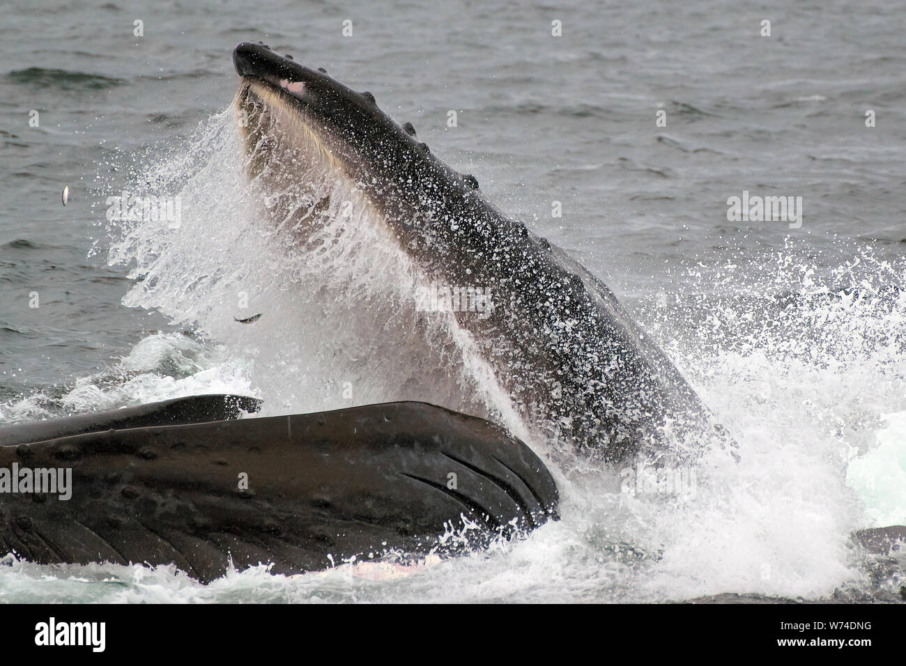 Humpback Whales in Southeast Alaska Bubble net feeding Stock Photo - Alamy