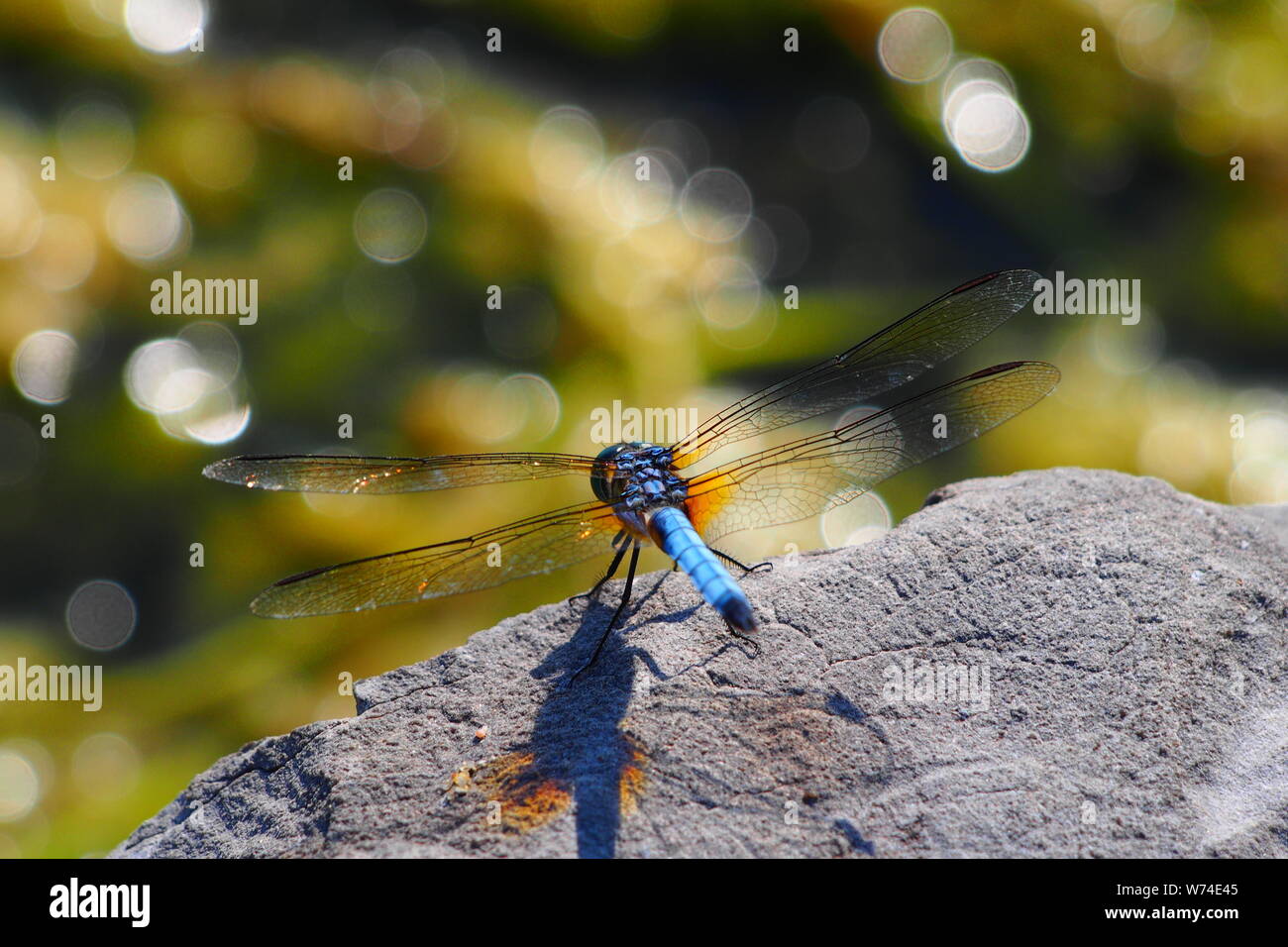 Male Blue dasher (Pachydiplax longipennis) dragonfly, wings spread ...
