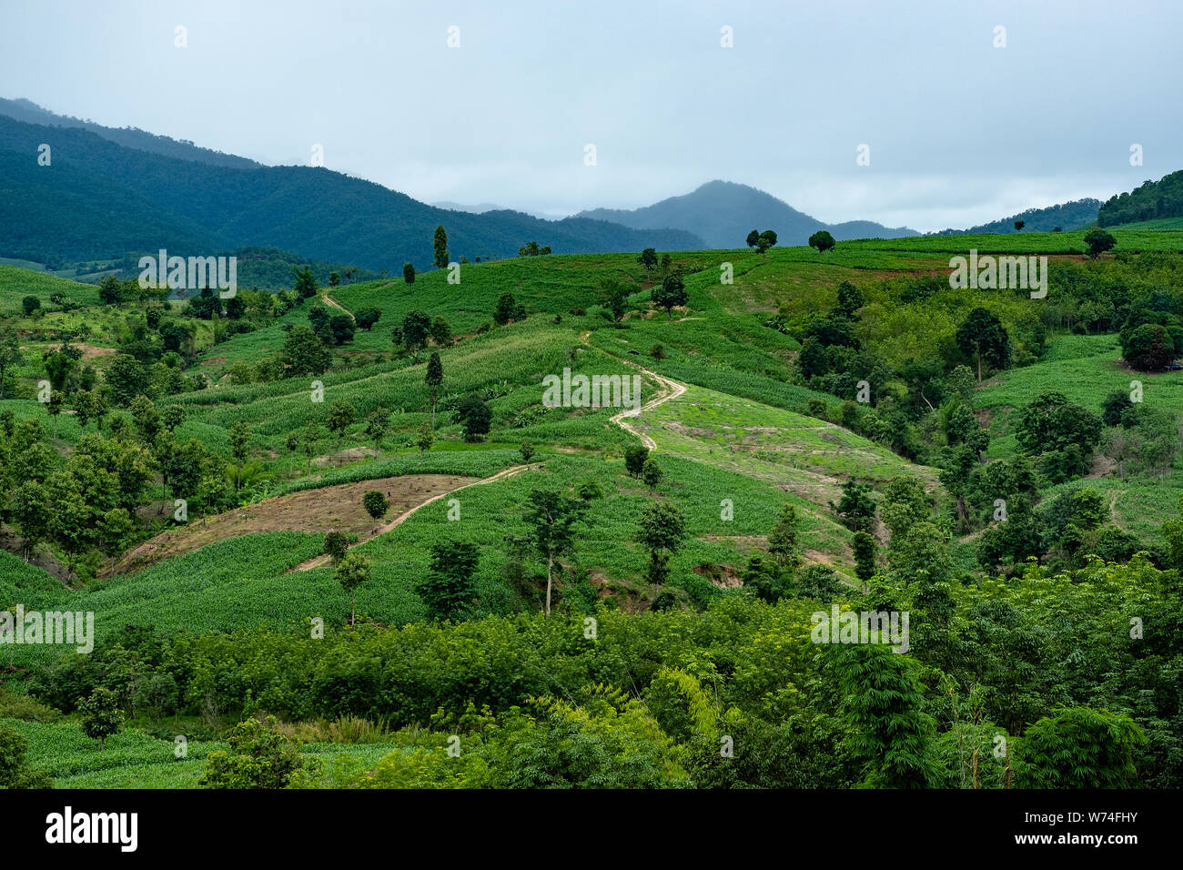 Rice paddy in Longsheng Beautiful landscape view of rice terraces Rice ...