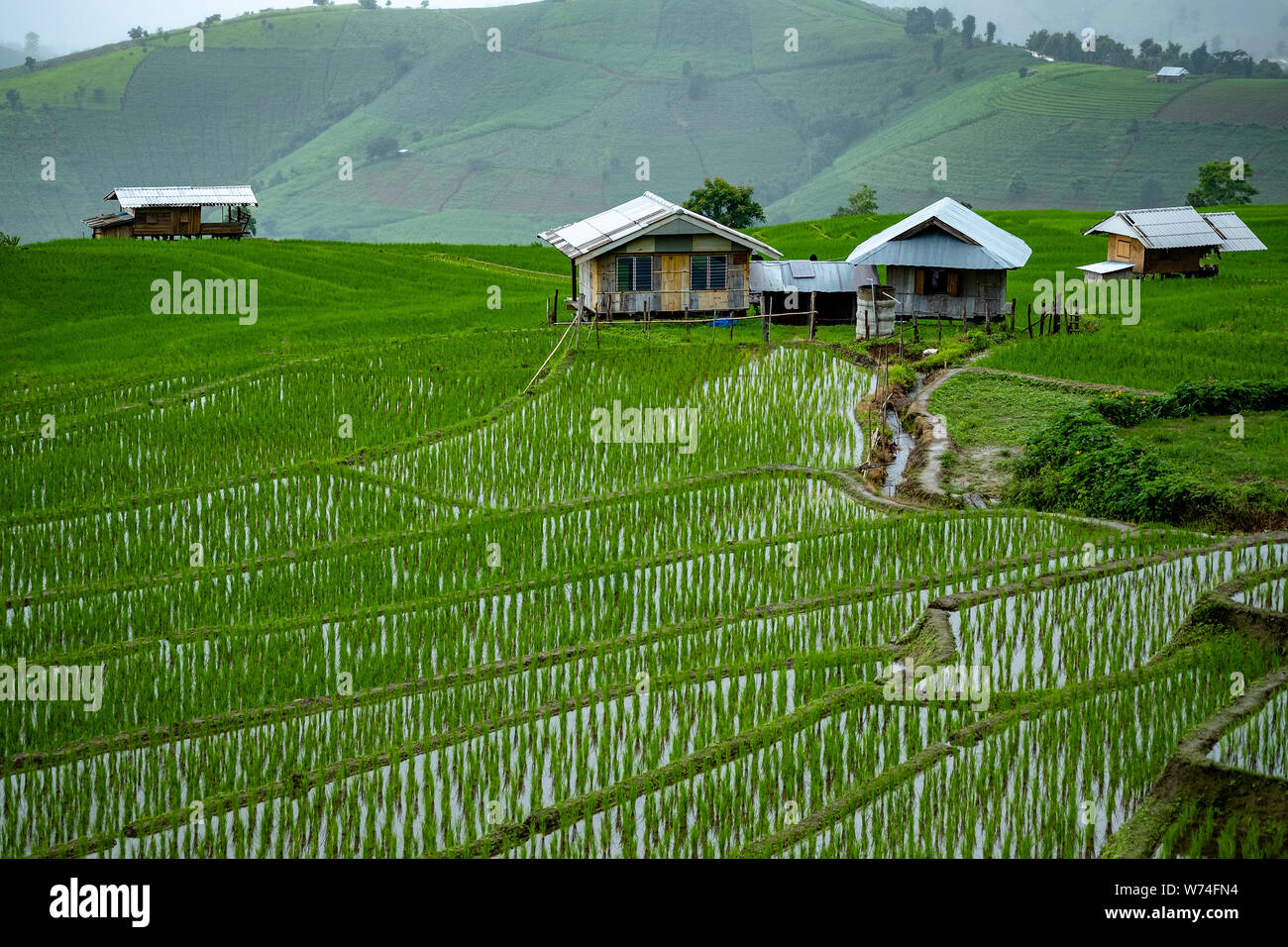 Rice paddy in Longsheng Beautiful landscape view of rice terraces Rice ...
