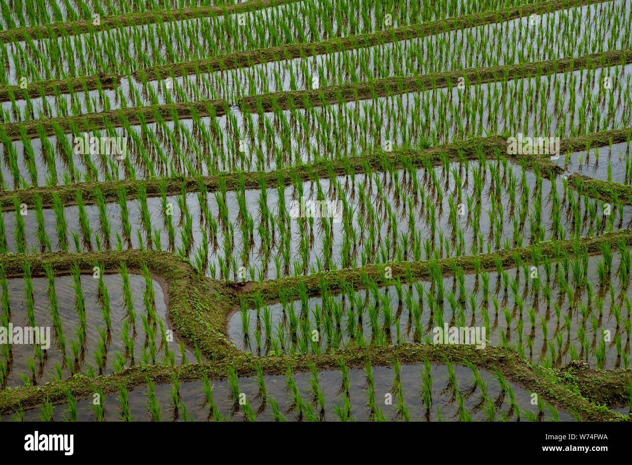 Rice paddy in Longsheng Beautiful landscape view of rice terraces Rice ...