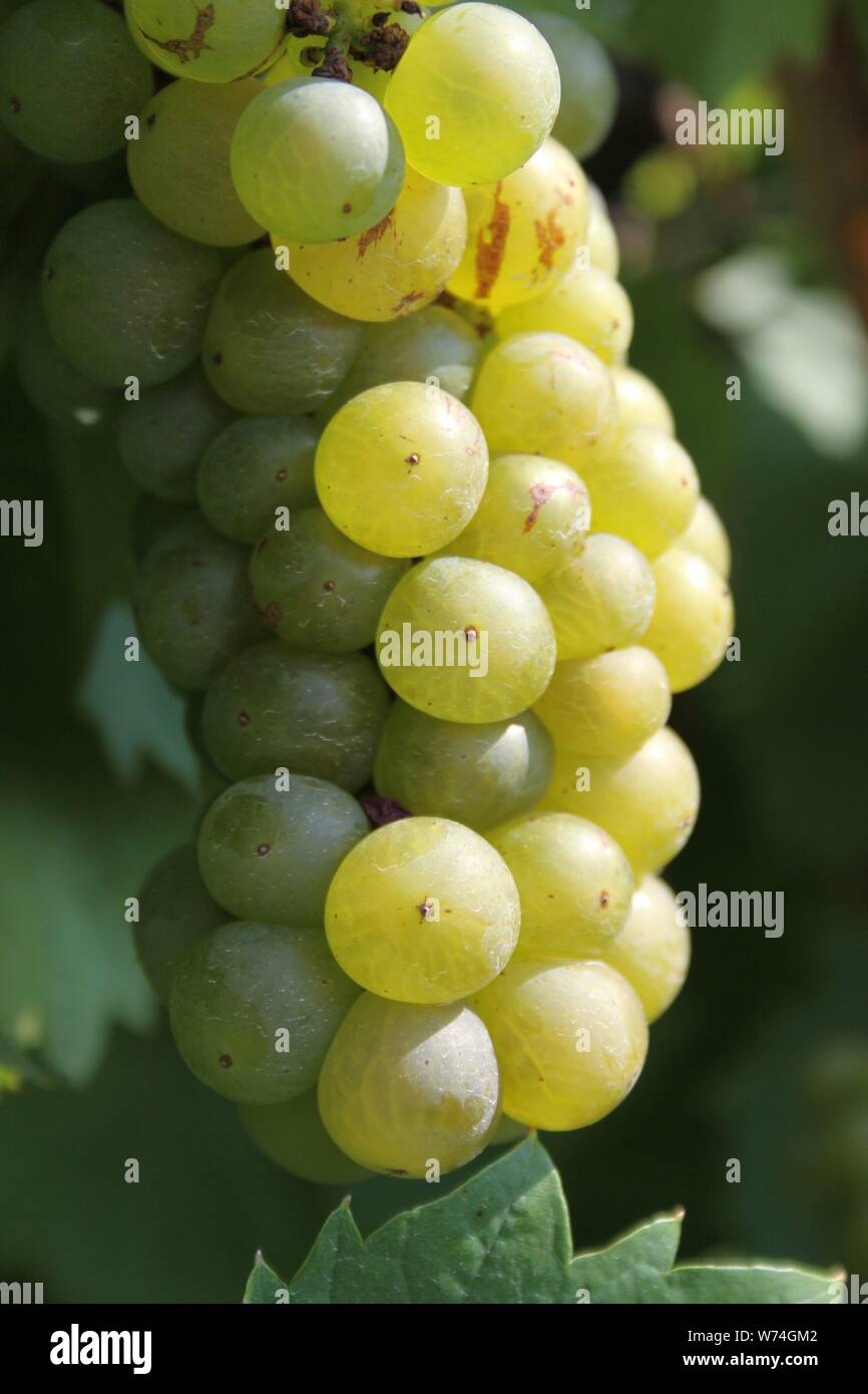 Sunlight and Grapes Stock Photo - Alamy