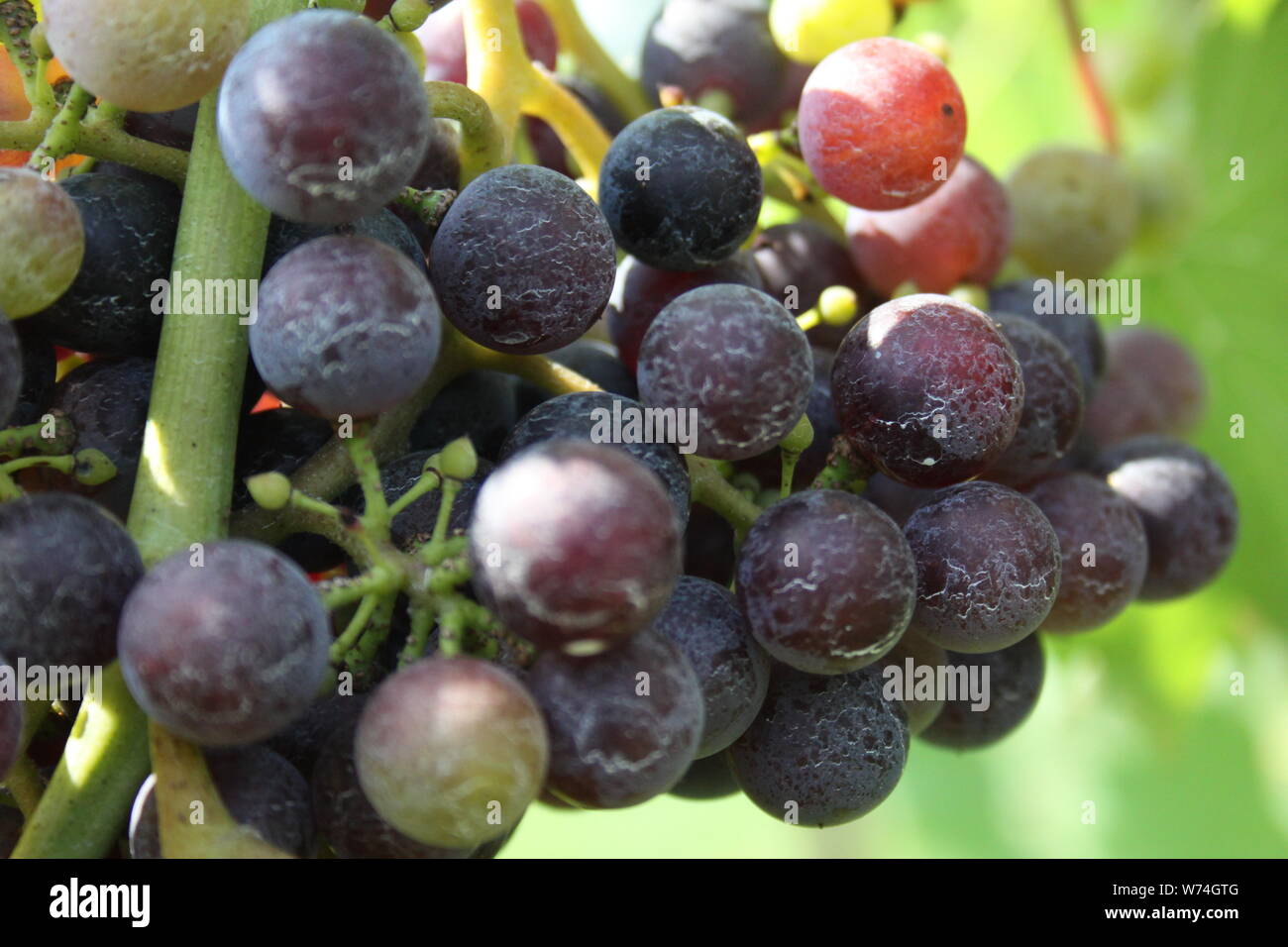 Mid west grapes hi-res stock photography and images - Alamy