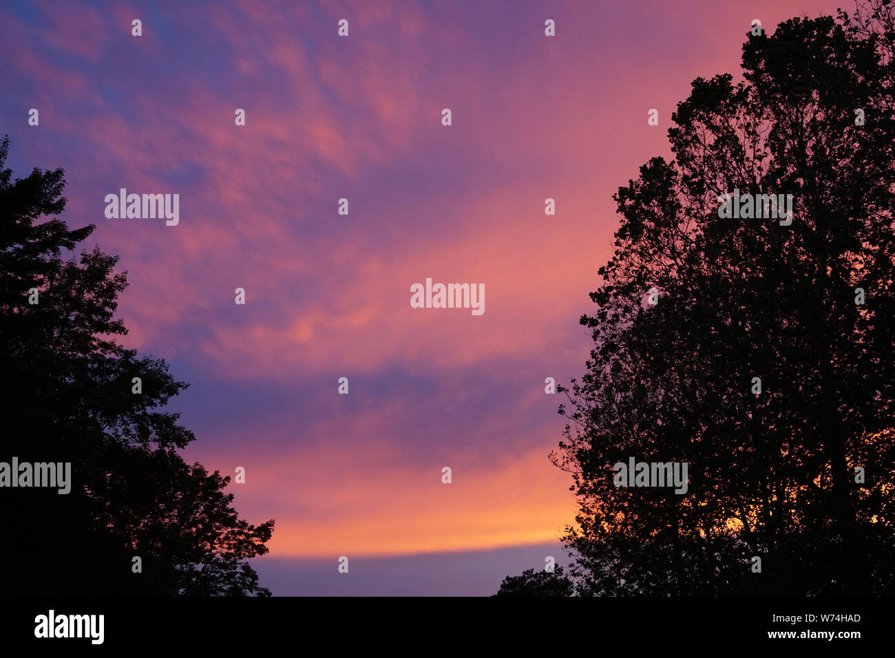 Purple sunset between tree silhouettes. Pink sunset sky. State of ...