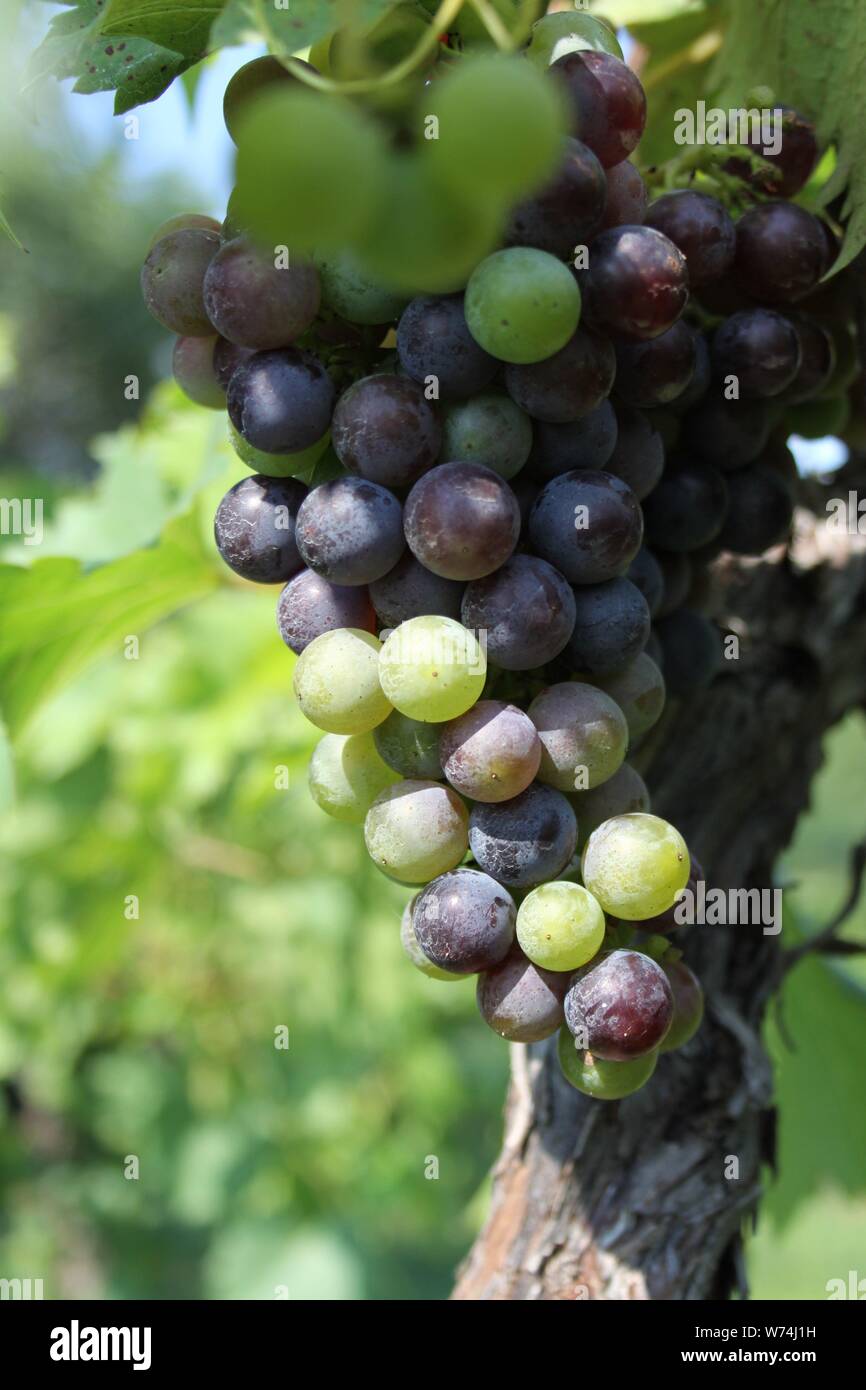 Bundle of grapes hi-res stock photography and images - Alamy