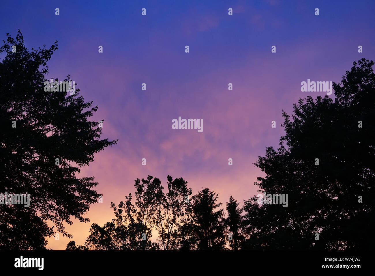 Silhouettes of large trees against a purple sunset sky with yellow ...