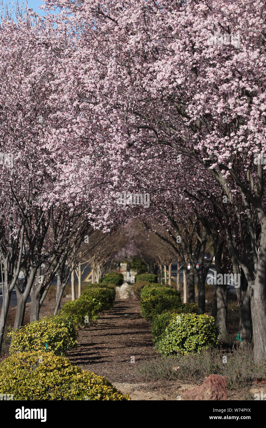 Chinese new year plum tree hi-res stock photography and images - Alamy