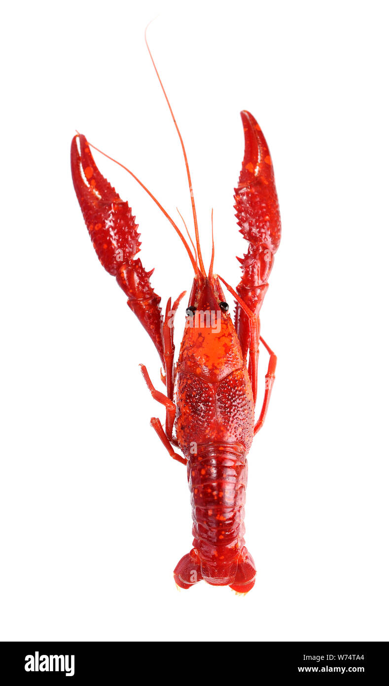 steamed crawfish isolated on white background Stock Photo - Alamy