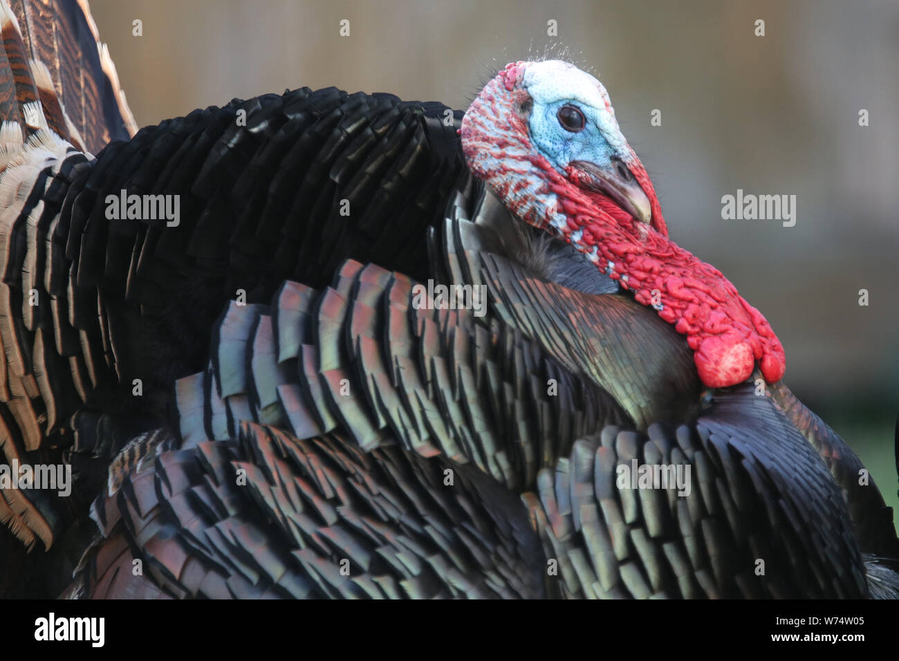 Turkey mating display hi-res stock photography and images - Alamy