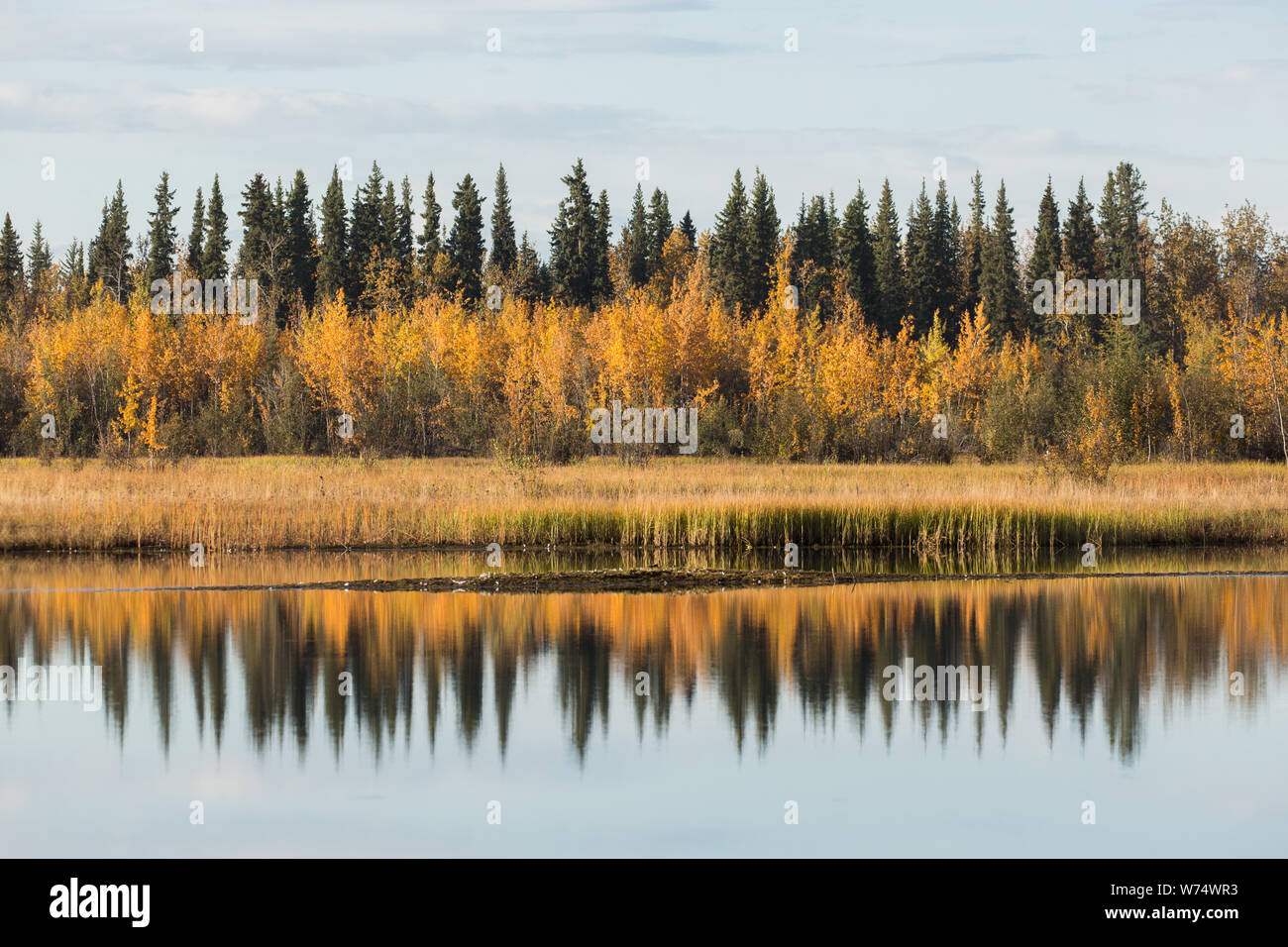 View at Tanana Lakes, Fairbanks, Alaska Stock Photo - Alamy