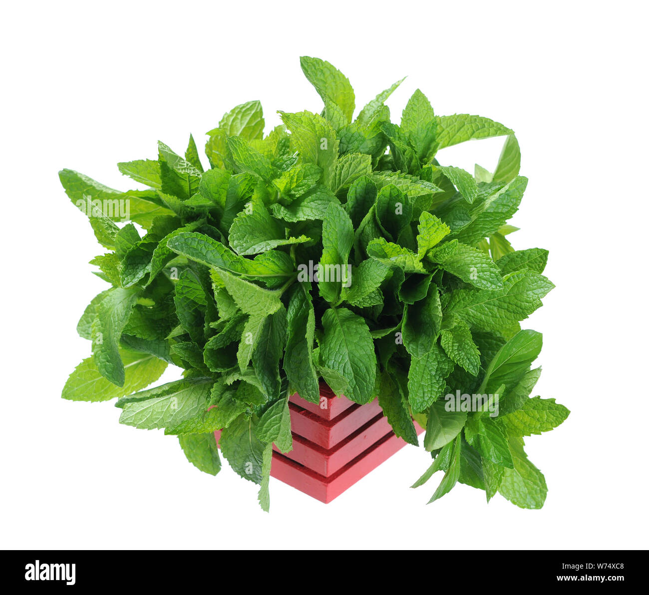 Mint plant bucket hi-res stock photography and images - Alamy